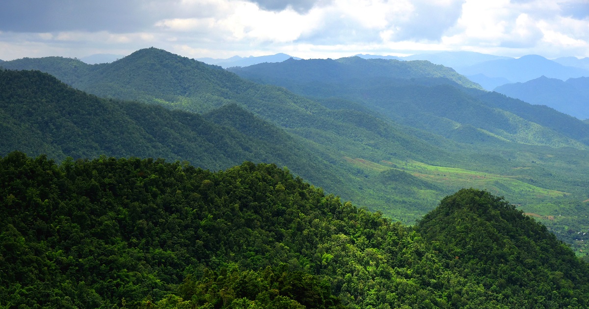 Reforming Myanmar’s forest governance from roots to branch ...